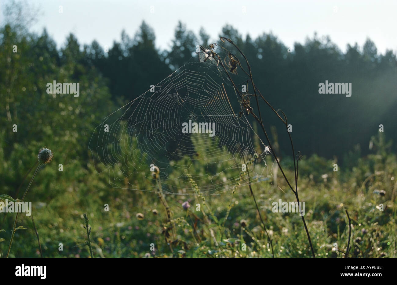 Spider s web Altai Siberia Russia Stock Photo - Alamy