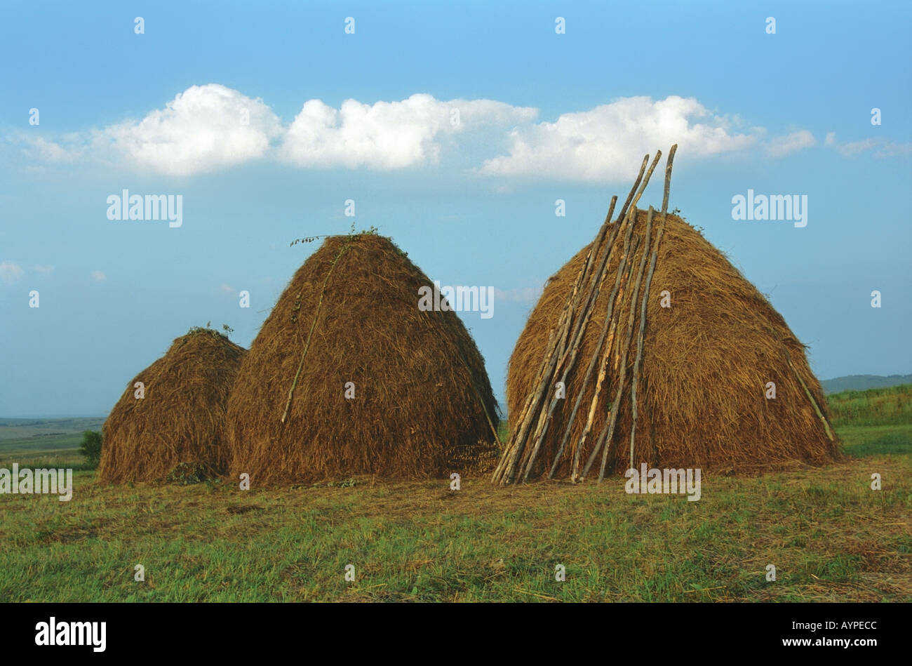 Tree haystacks Altai Siberia Russia Stock Photo - Alamy