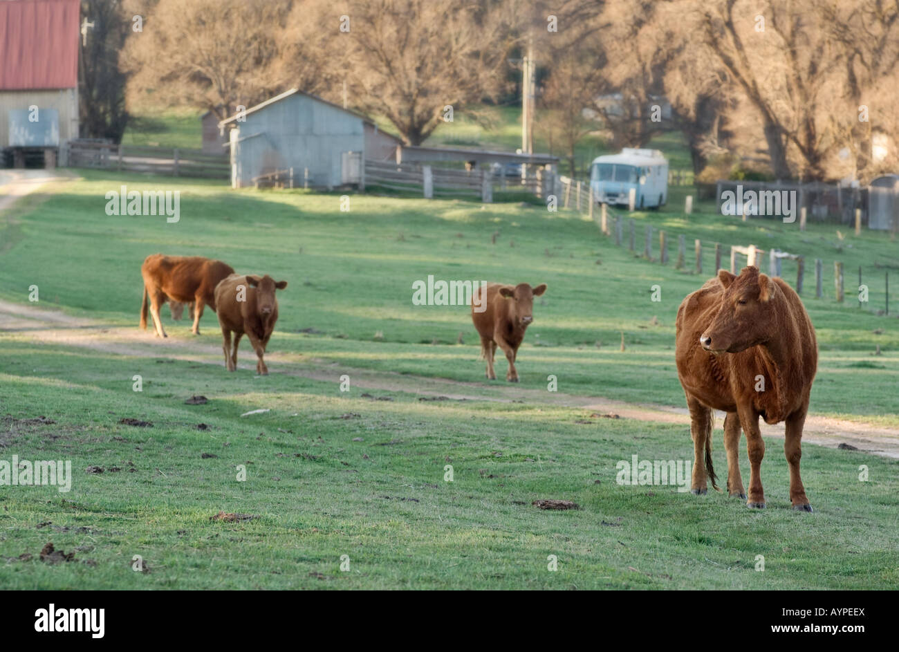 cows in the field on the farm Stock Photo - Alamy