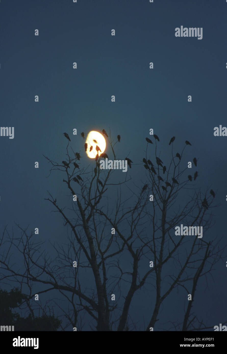Midnight horror tree hi-res stock photography and images - Alamy