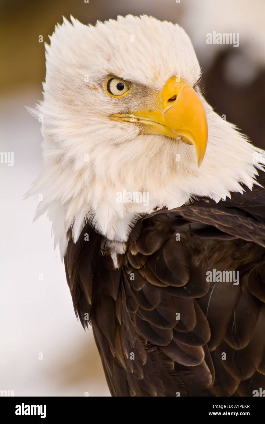 Bald eagle, Haliaeetus leucocephalus, Homer Spit, Homer, Alaska, USA ...