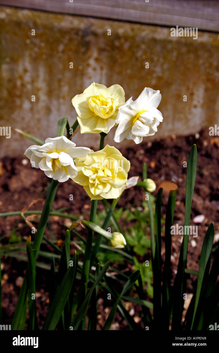 NARCISSUS CHEERFULNESS. DAFFODIL Stock Photo - Alamy