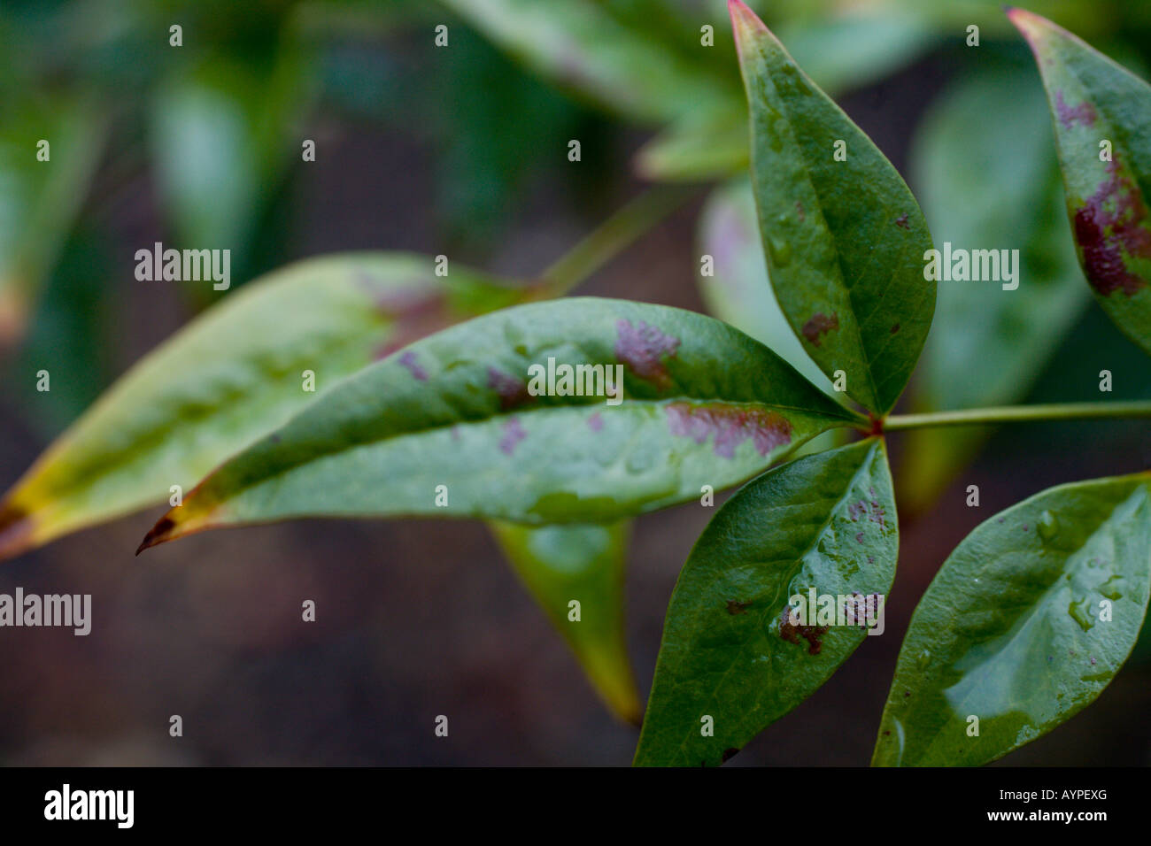 GINKGOACEAE Ginkgo biloba 'Mayfield' Stock Photo - Alamy