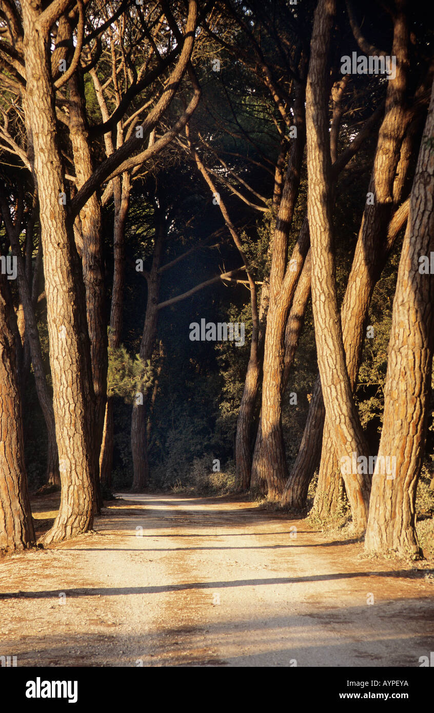 Forrested path in Zlatni Rat Park Rovinj Stock Photo - Alamy