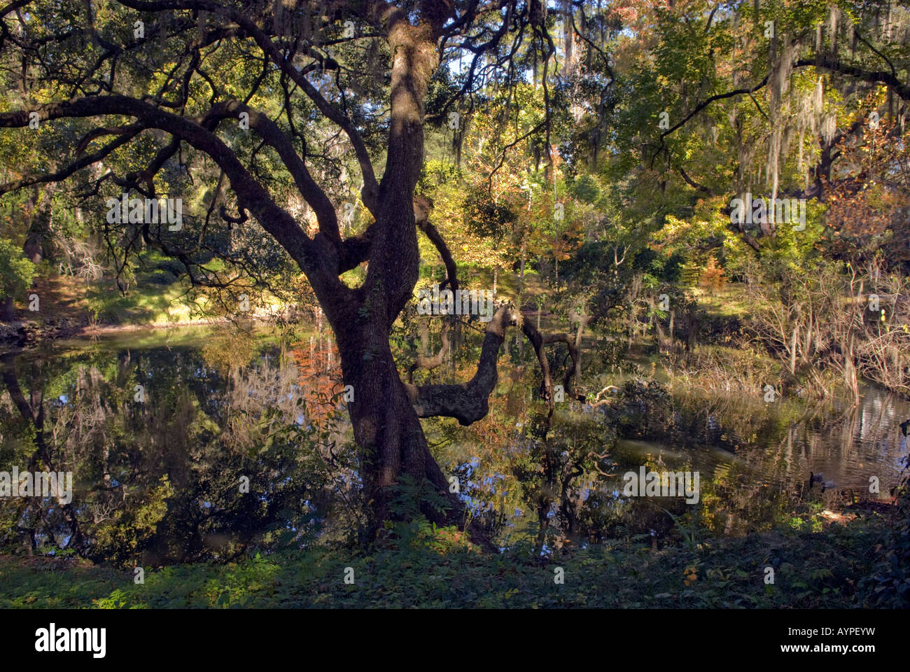Dense plantings hi-res stock photography and images - Alamy