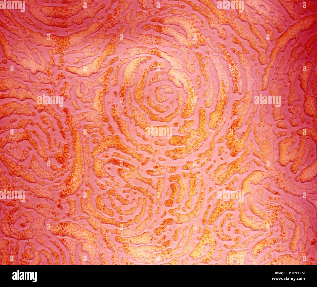 Highly patterned hi-res stock photography and images - Alamy