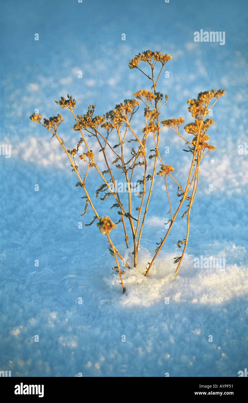 Blade of grass covered with hoarfrost Altai Siberia Russia Stock Photo ...