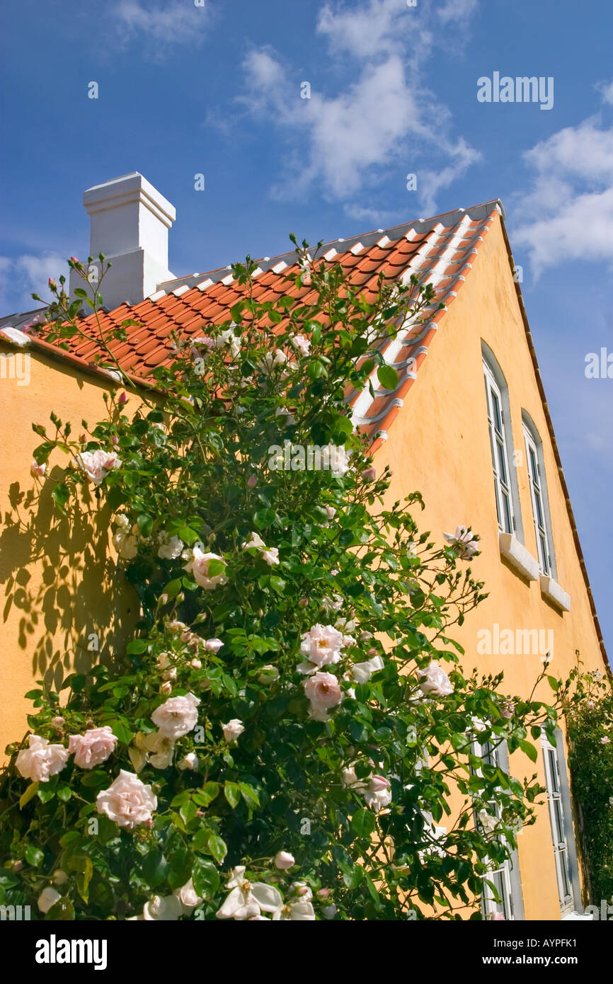 Climbing rose hi-res stock photography and images - Alamy