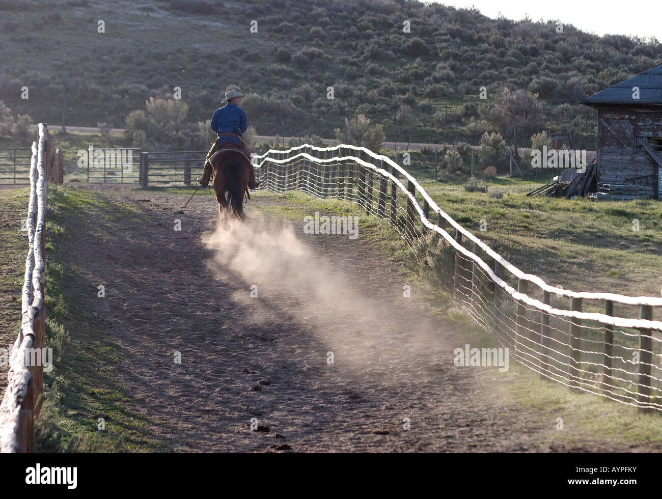 A working cowboy rides his quarter horse and kicks up dust as he rides ...