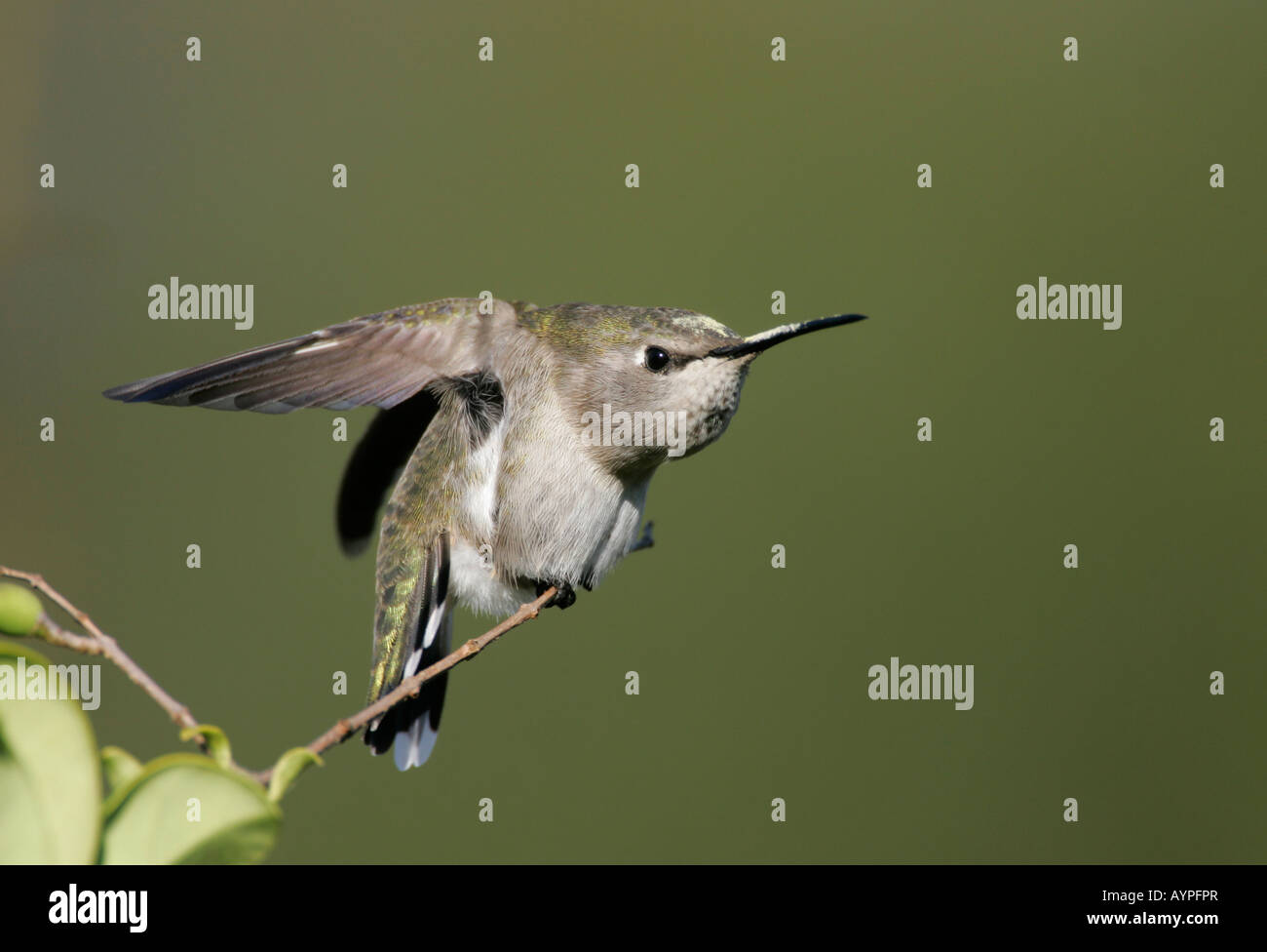 An adult female Anna's Hummingbird shows its wings and feathers in a ...