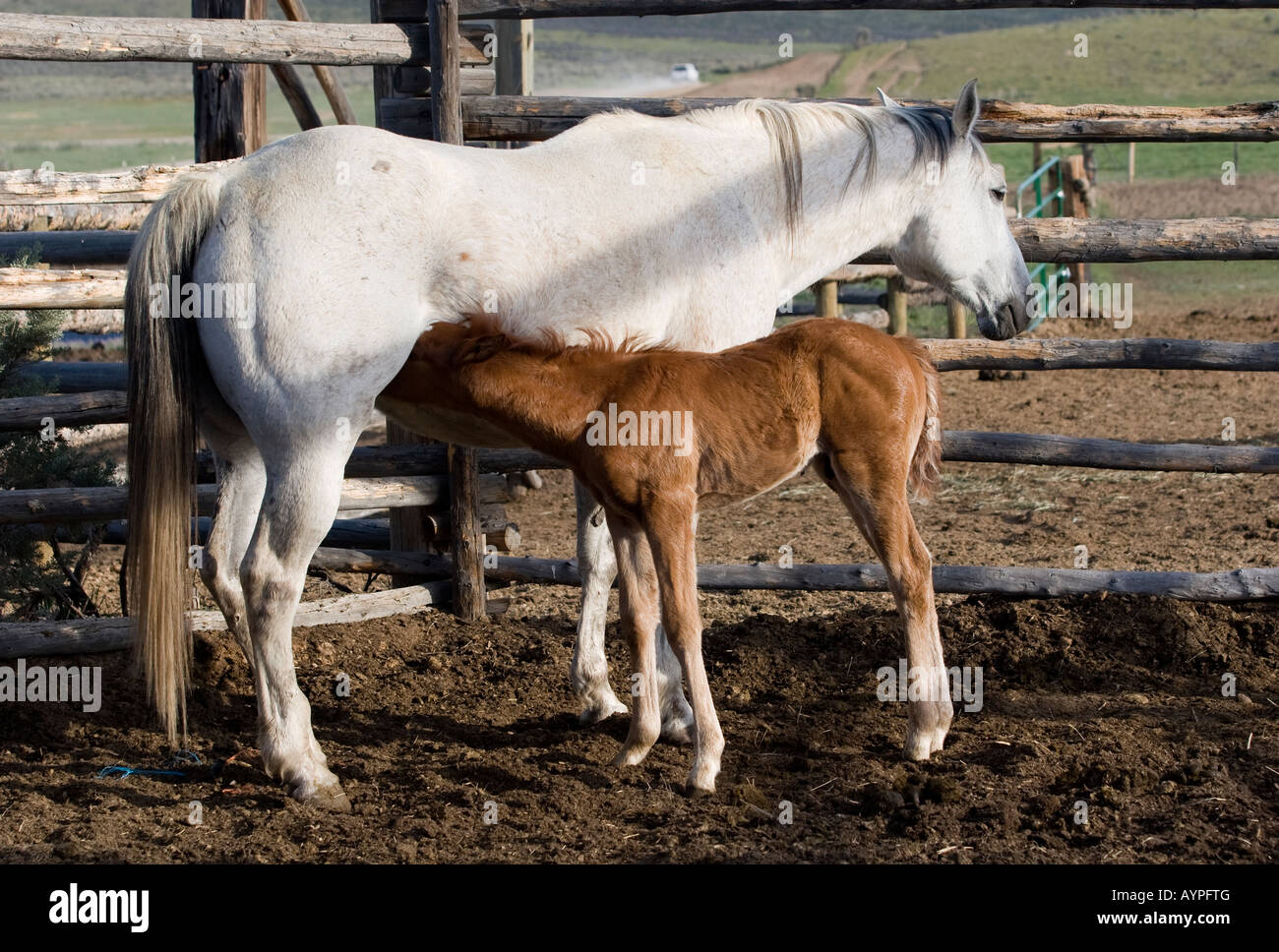 A spring foal nurses from her mother on a ranch in colorado Stock Photo ...