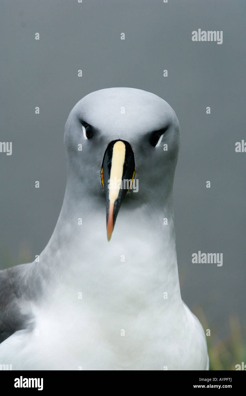 Grey-Headed Albatross (Diomedea chrysostoma), portrait, South Georgia ...