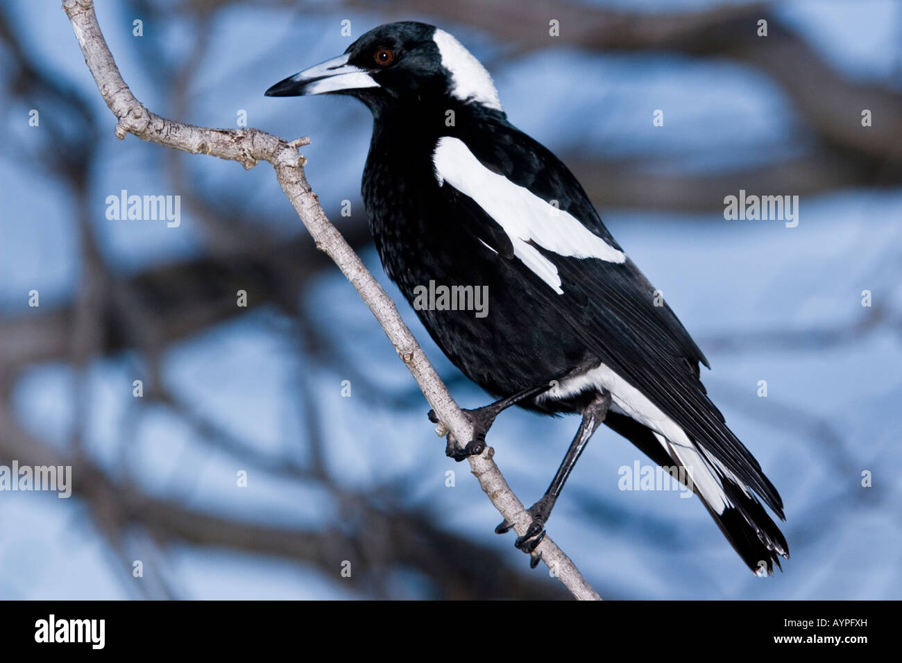 Australian magpie on tree branch hi-res stock photography and images ...