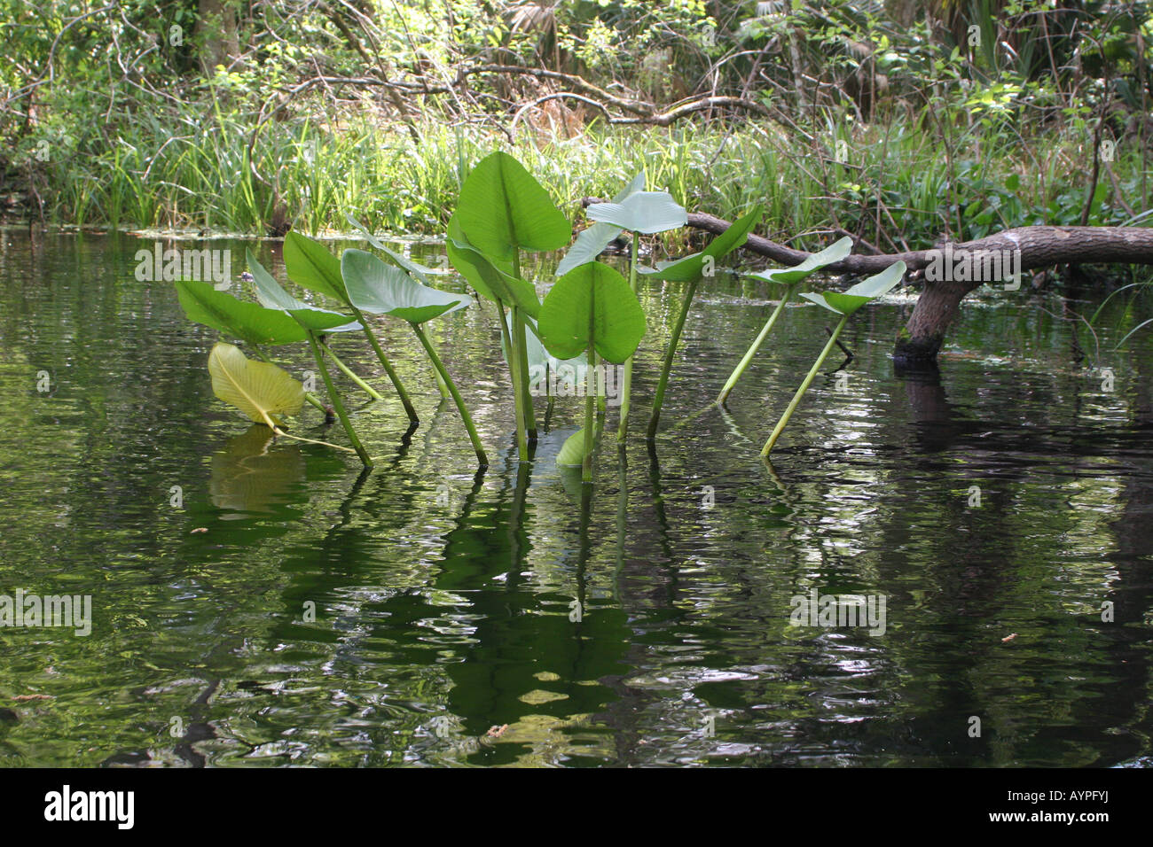 Water plants at Wekiwa Springs Apopka Florida Stock Photo - Alamy