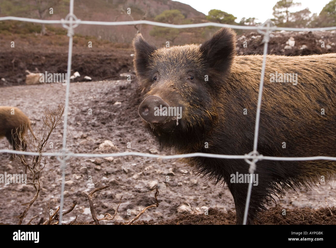 Rewilding uk pig hi-res stock photography and images - Alamy