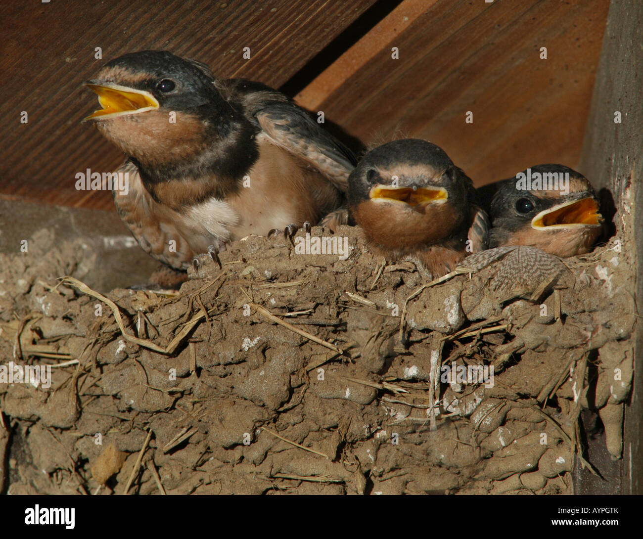 baby barn swallows Stock Photo - Alamy
