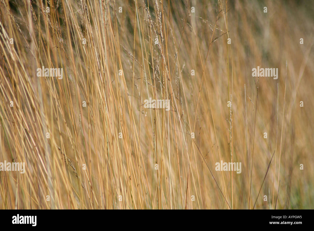 Feather grass step hi-res stock photography and images - Alamy