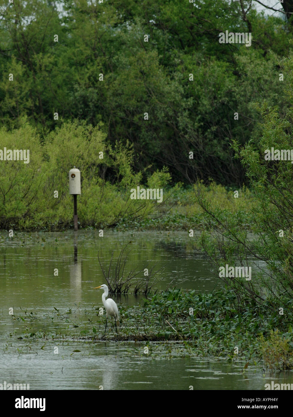 great egret crane creek magee marsh ohio Stock Photo - Alamy