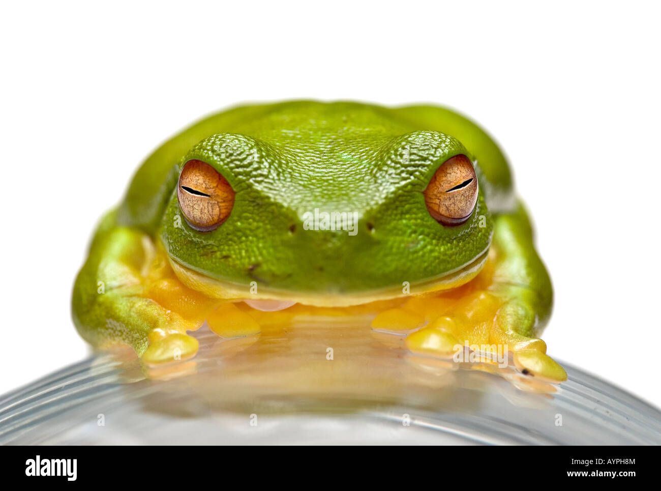 a nice big green tree frog sits on glass Stock Photo - Alamy
