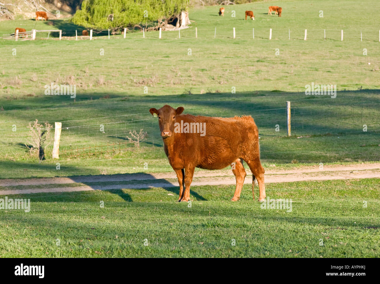 Cow stands hi-res stock photography and images - Alamy