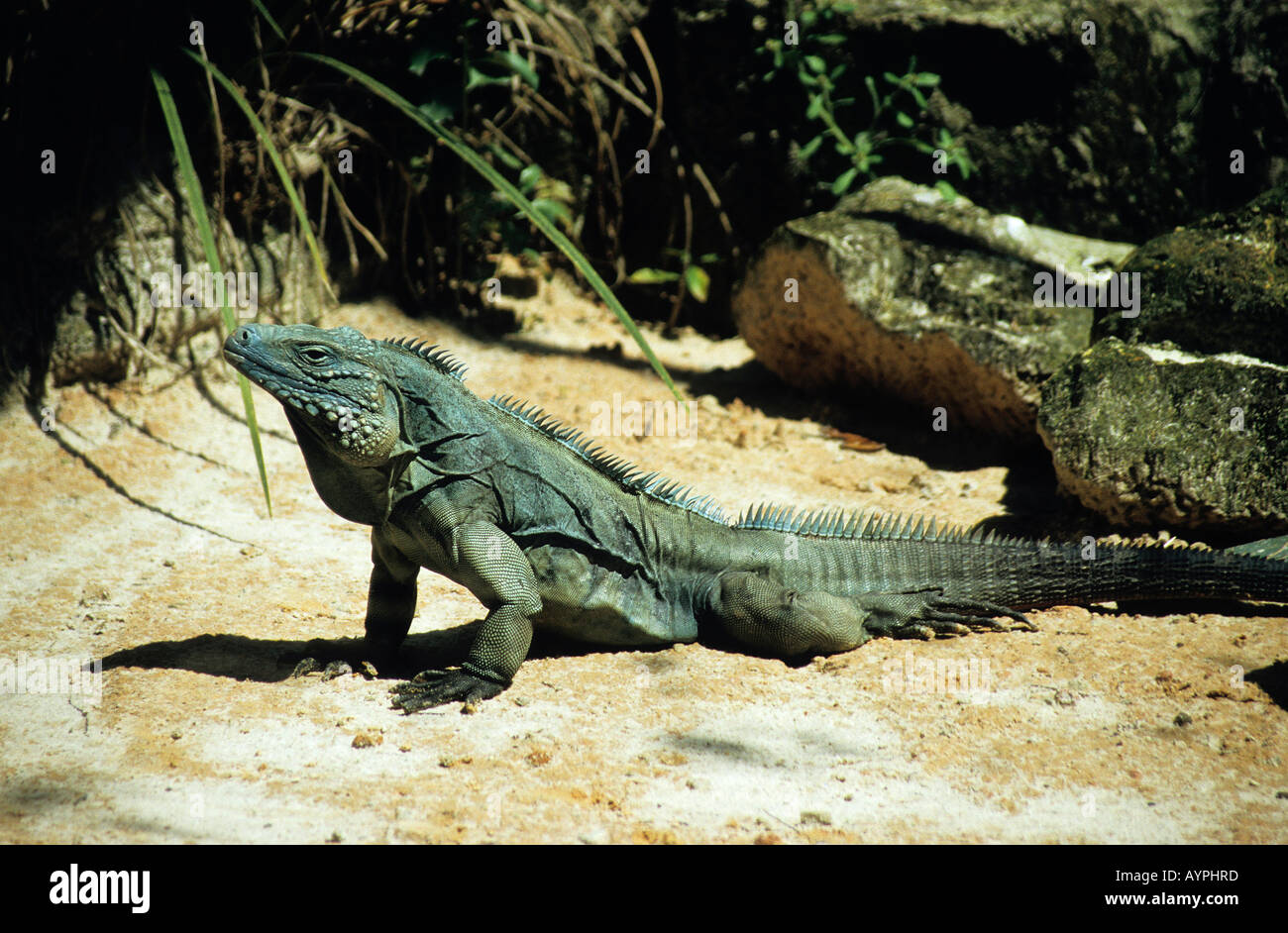 Iguana Tank at Central Florida Zoo Stock Photo - Alamy
