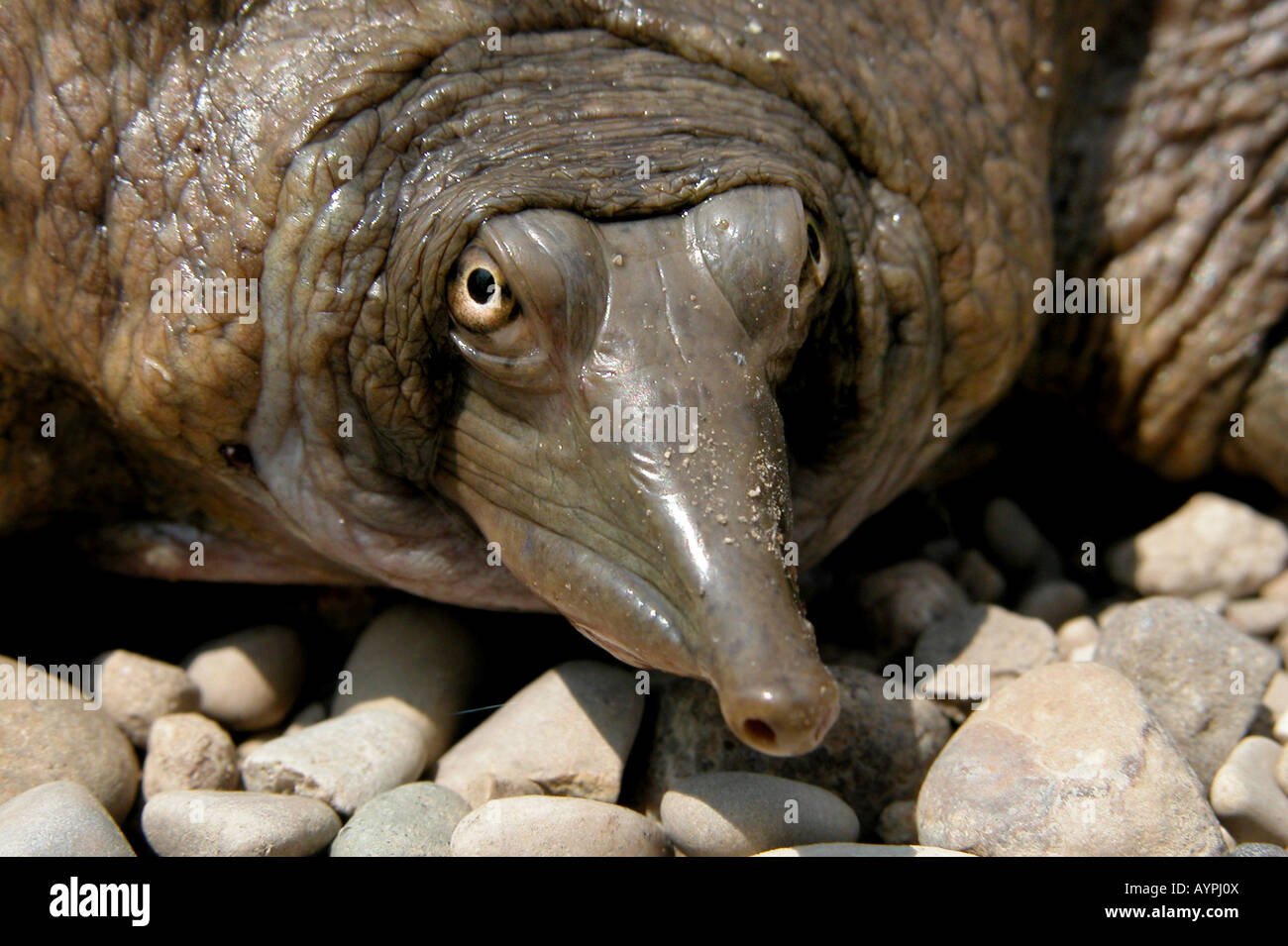 Smooth softshell turtles hi-res stock photography and images - Alamy