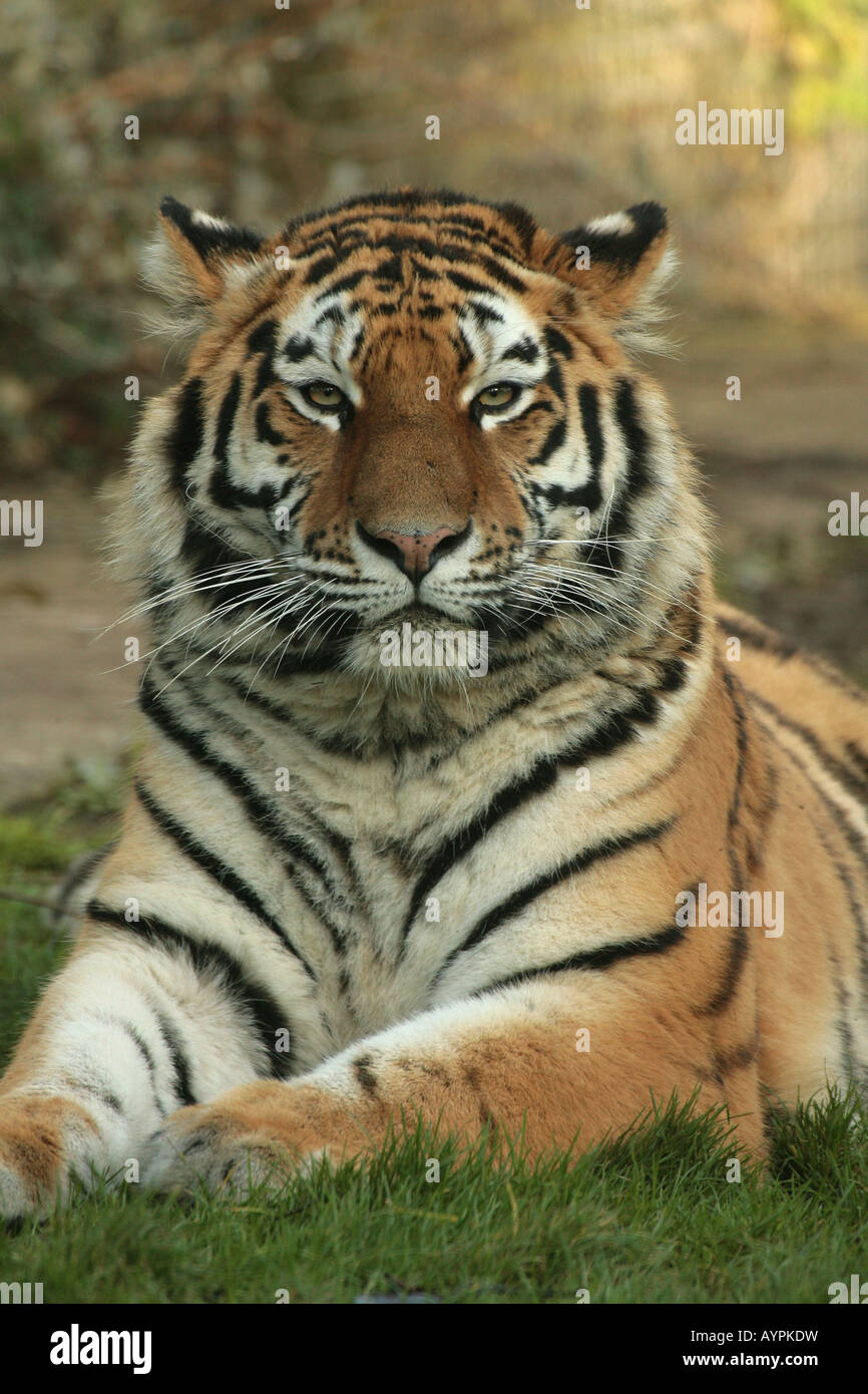 Siberian tiger Panthera tigris altaica Stock Photo - Alamy