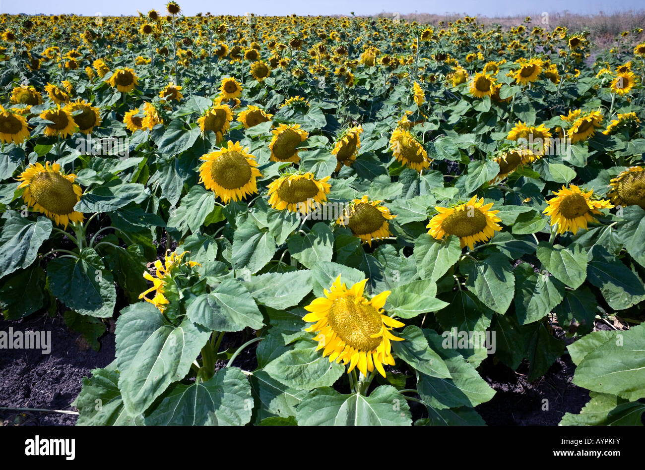 Sunflower oil crop under the sun Stock Photo - Alamy
