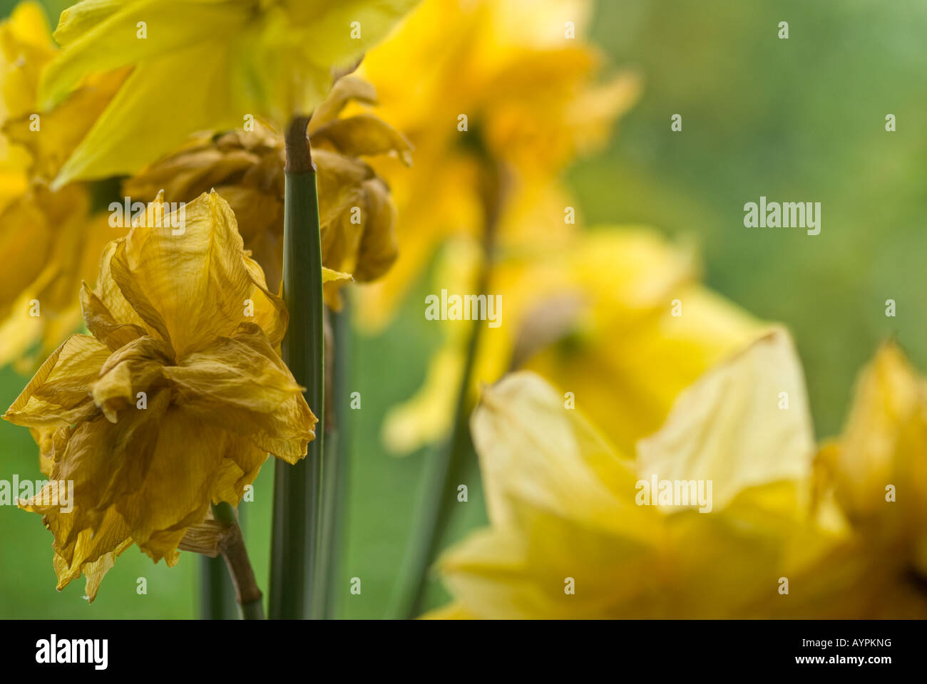 Daffodils Wilting High Resolution Stock Photography and Images - Alamy