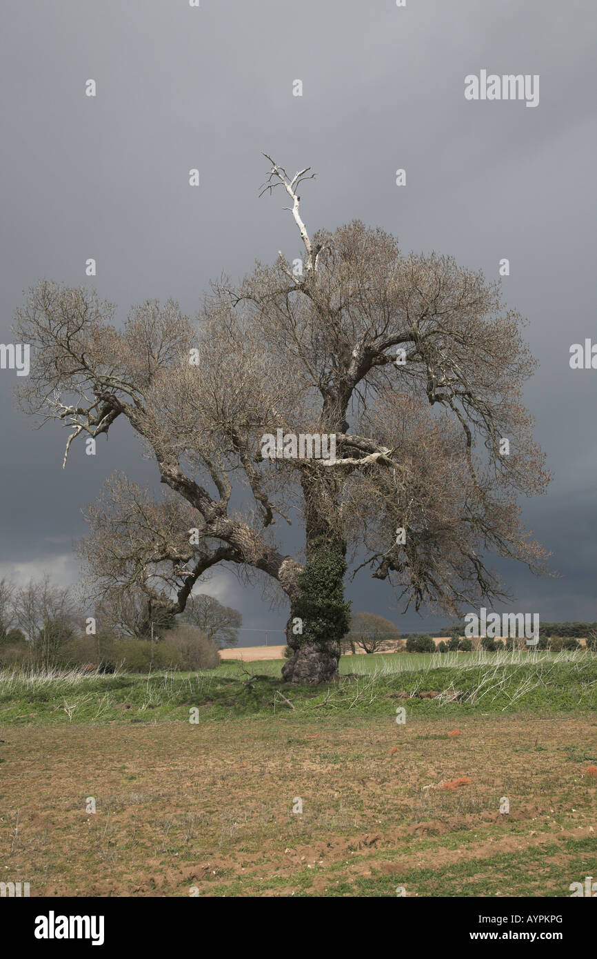 Black poplar tree, populus nigra, with dark rain clouds, Suffolk ...