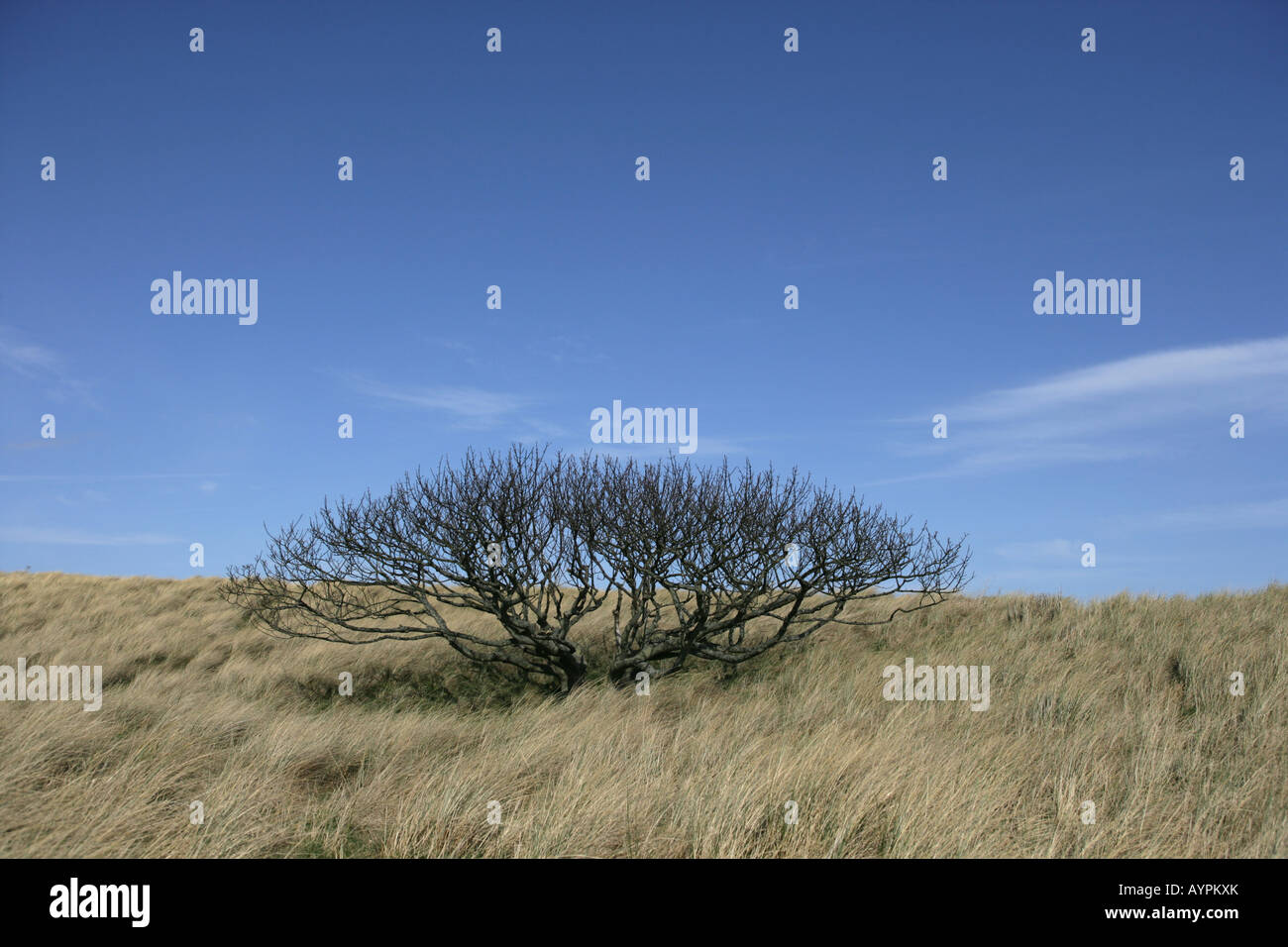 leafless solitary squat tree amongst sea side grasses with a blue sky ...