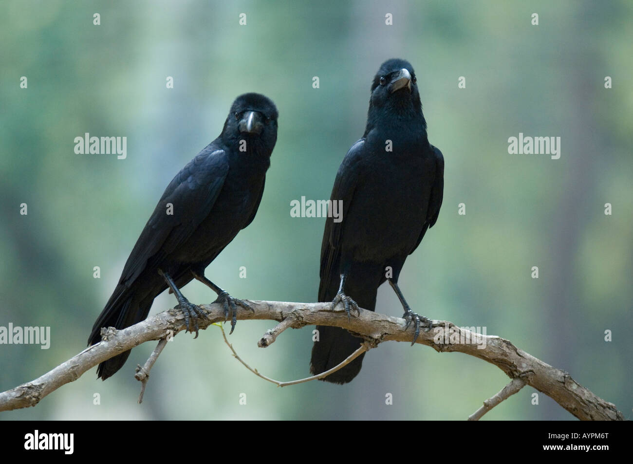 Crows In India
