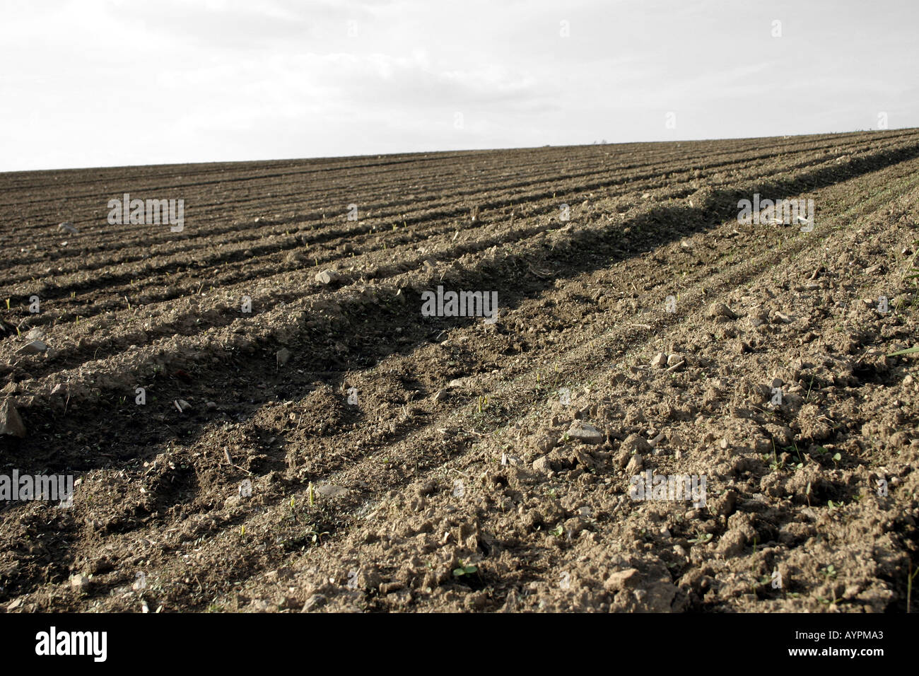 Large piece of land is made ready for cultivation of crops Stock Photo ...