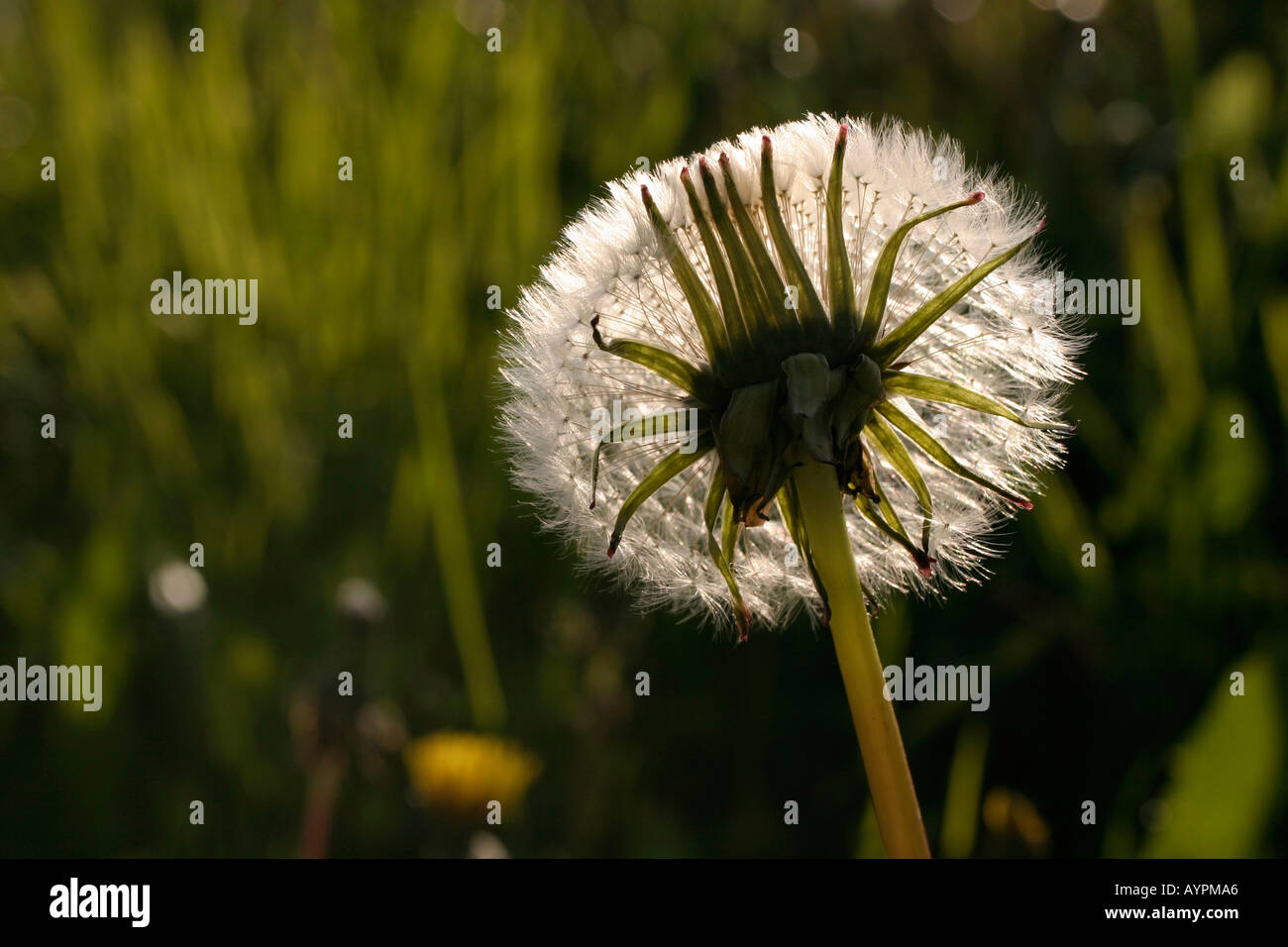 Amidst delicate grass hi-res stock photography and images - Alamy
