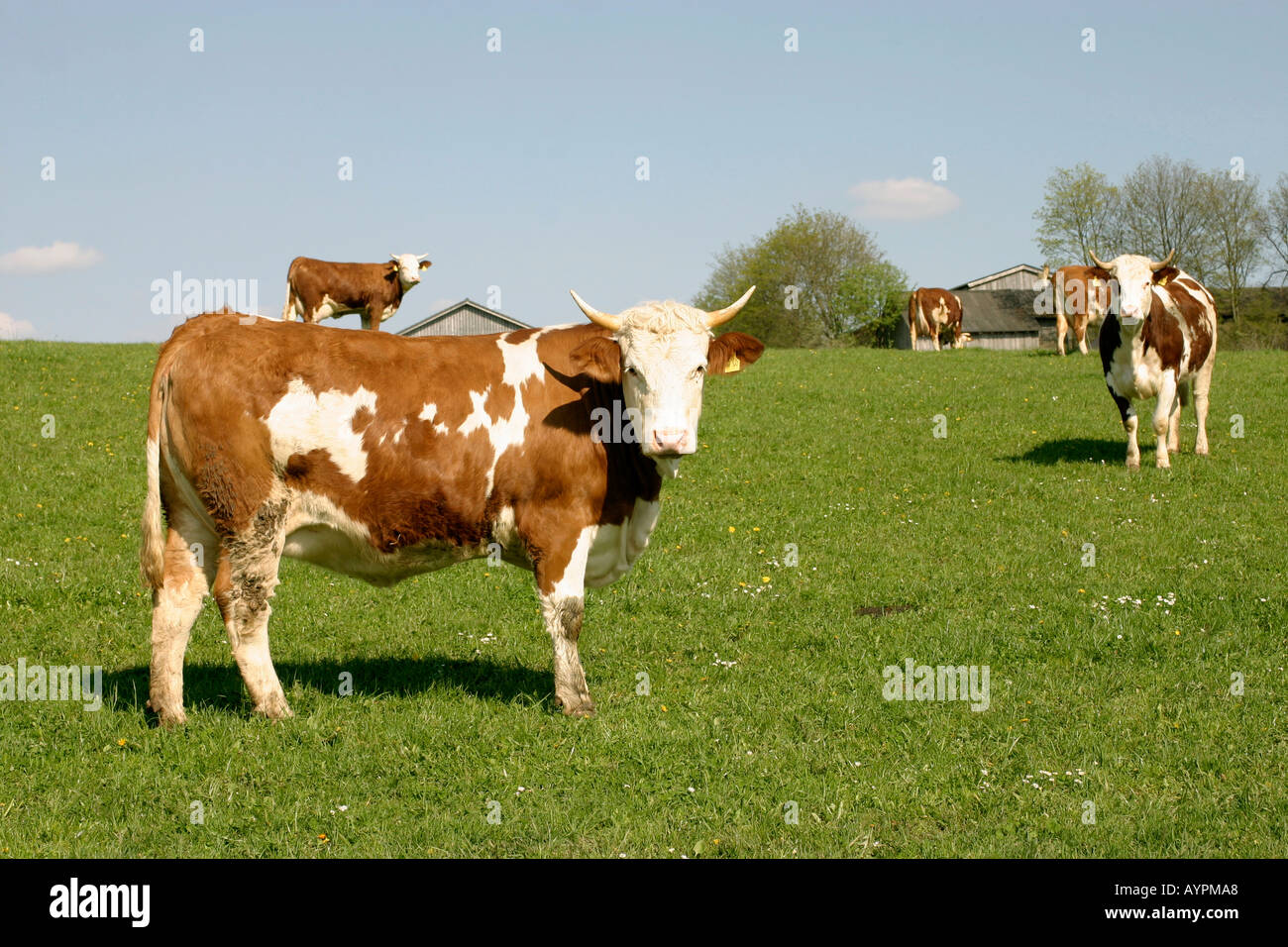 Shadow patches on the grass hi-res stock photography and images - Alamy