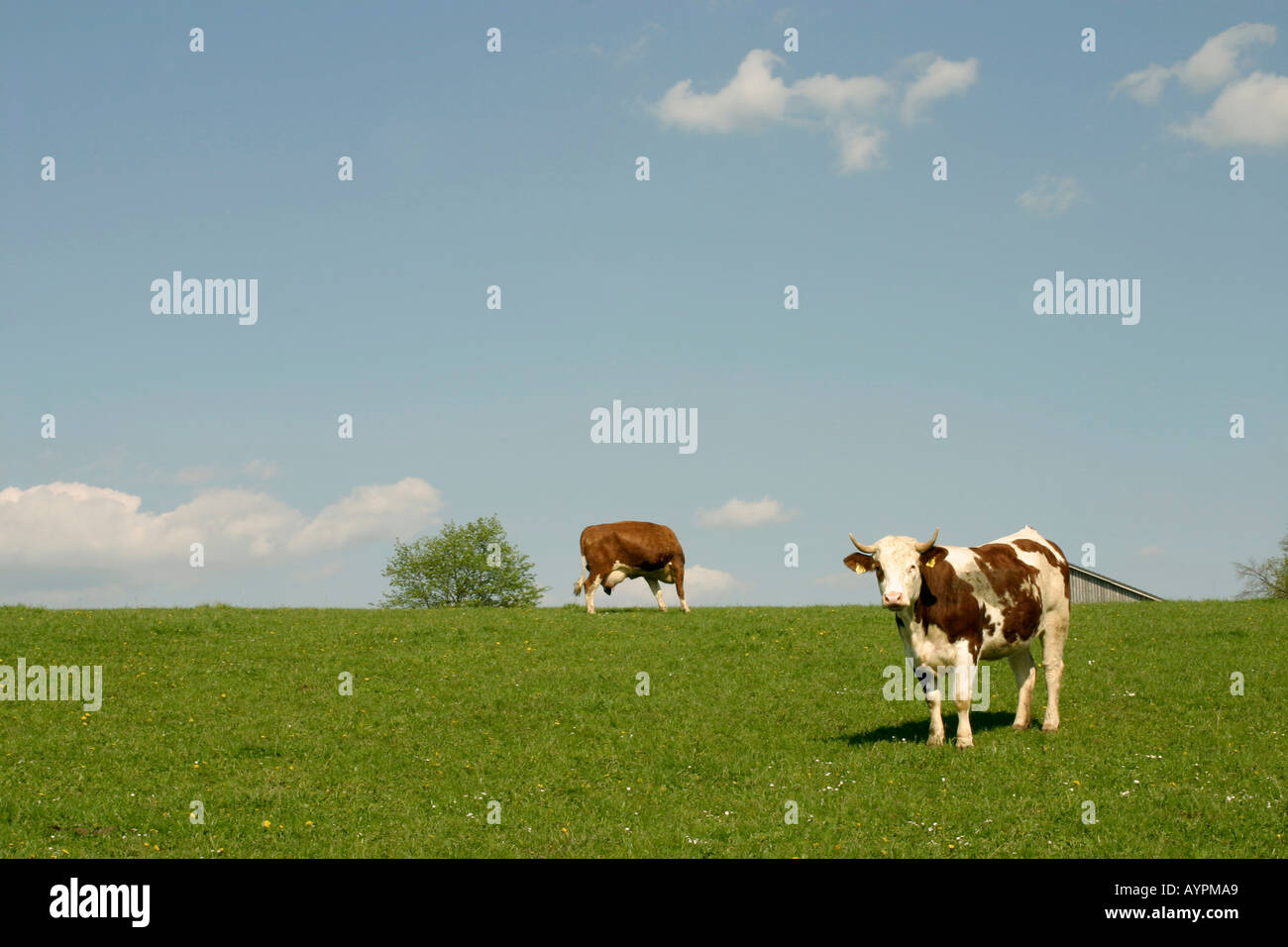 Two cows stand hi-res stock photography and images - Alamy