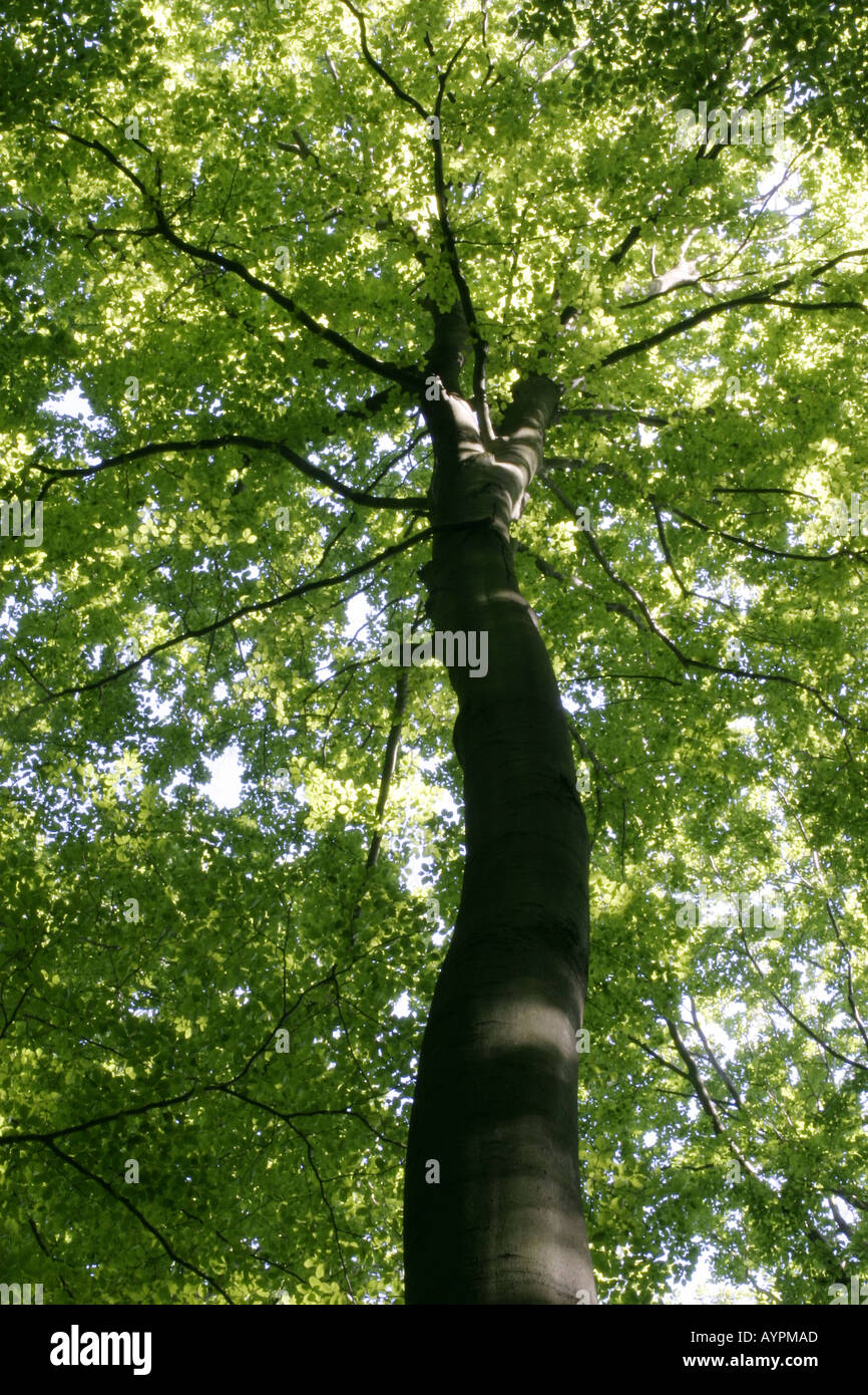 Branches of a tall tree is spread across as seen from the bottom of the ...