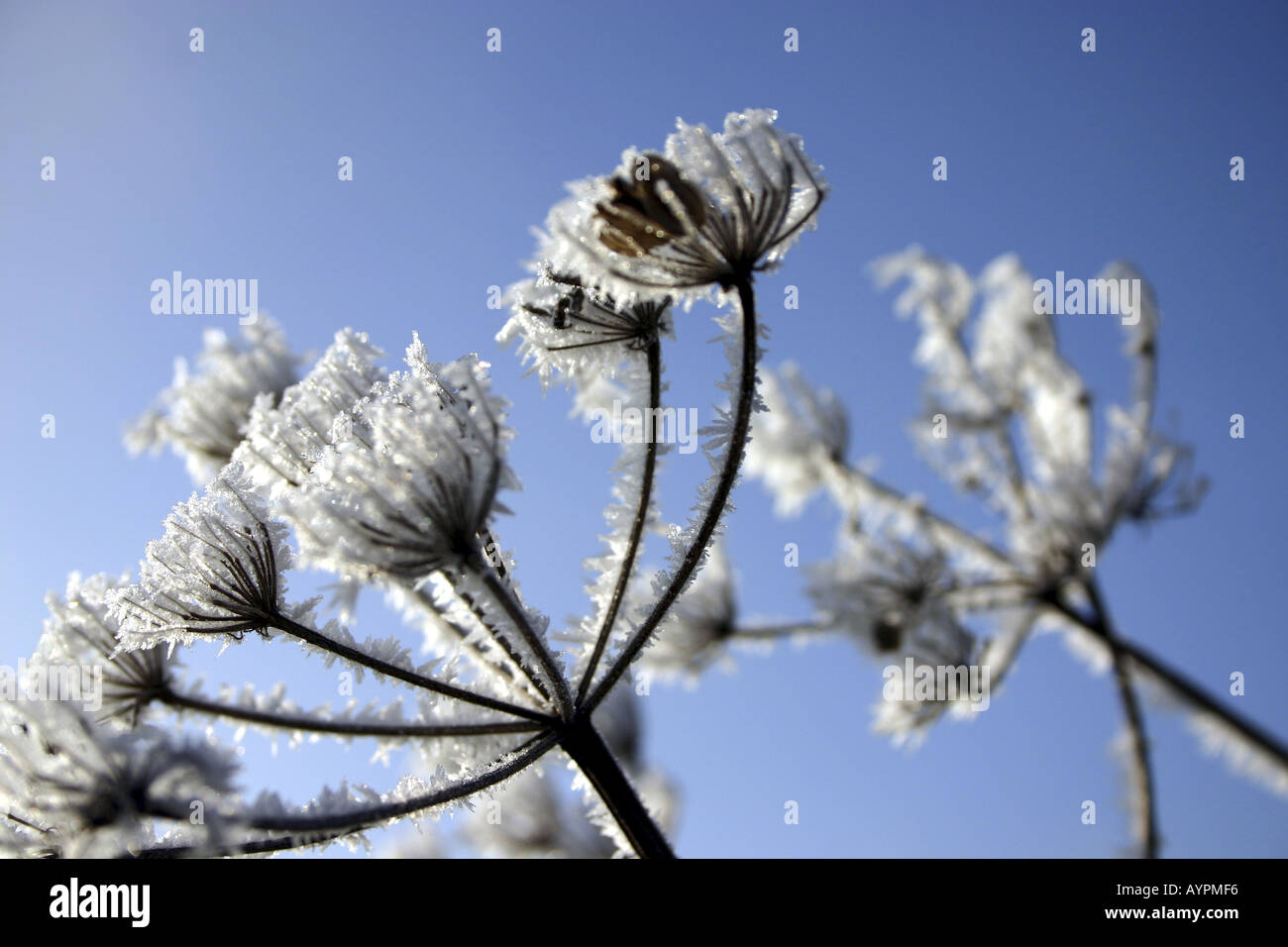 Plants bearing white furry leaves seen under the sky Stock Photo - Alamy