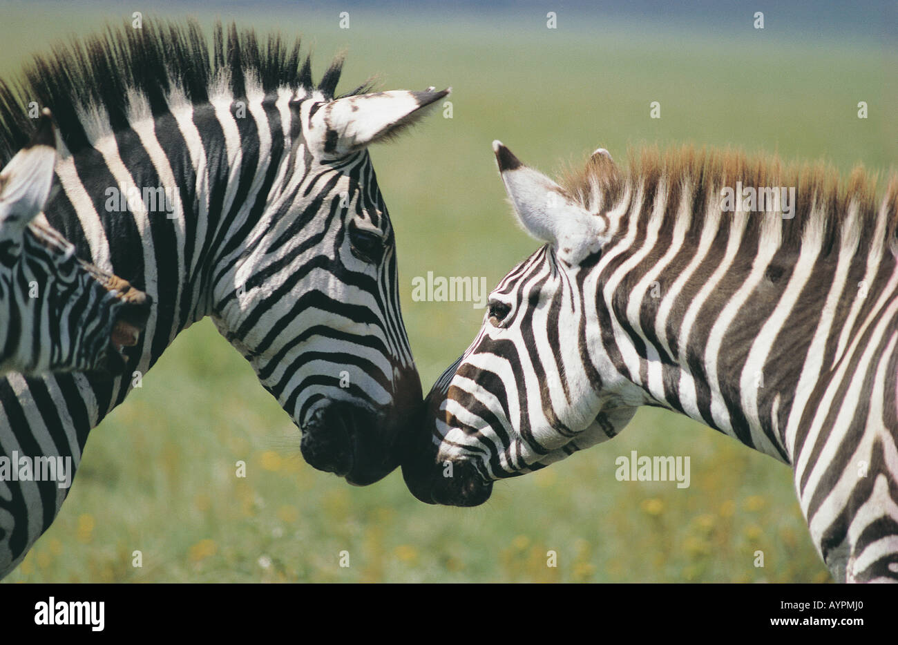 Close up portrait of two Common Zebra touching noses Ngorongoro Crater ...