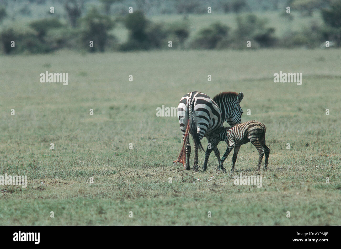 Common Zebra with her placenta showing and her newborn foal close by in ...
