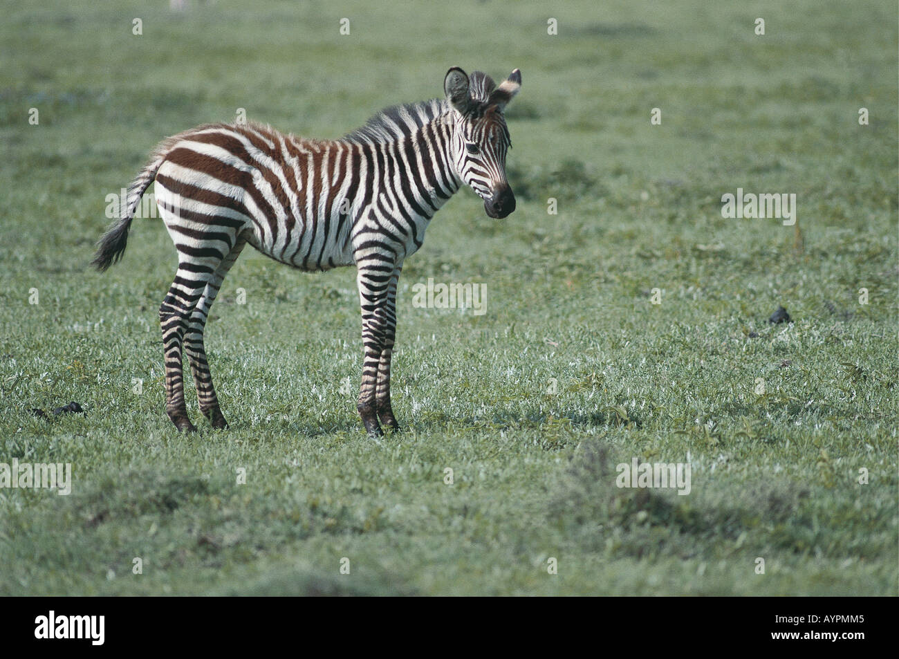 Baby Common Zebra foal standing in the open at Ngorongoro Crater ...