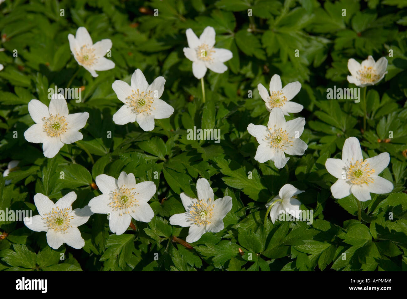 Wood anemones anemone nemorosa Stock Photo - Alamy