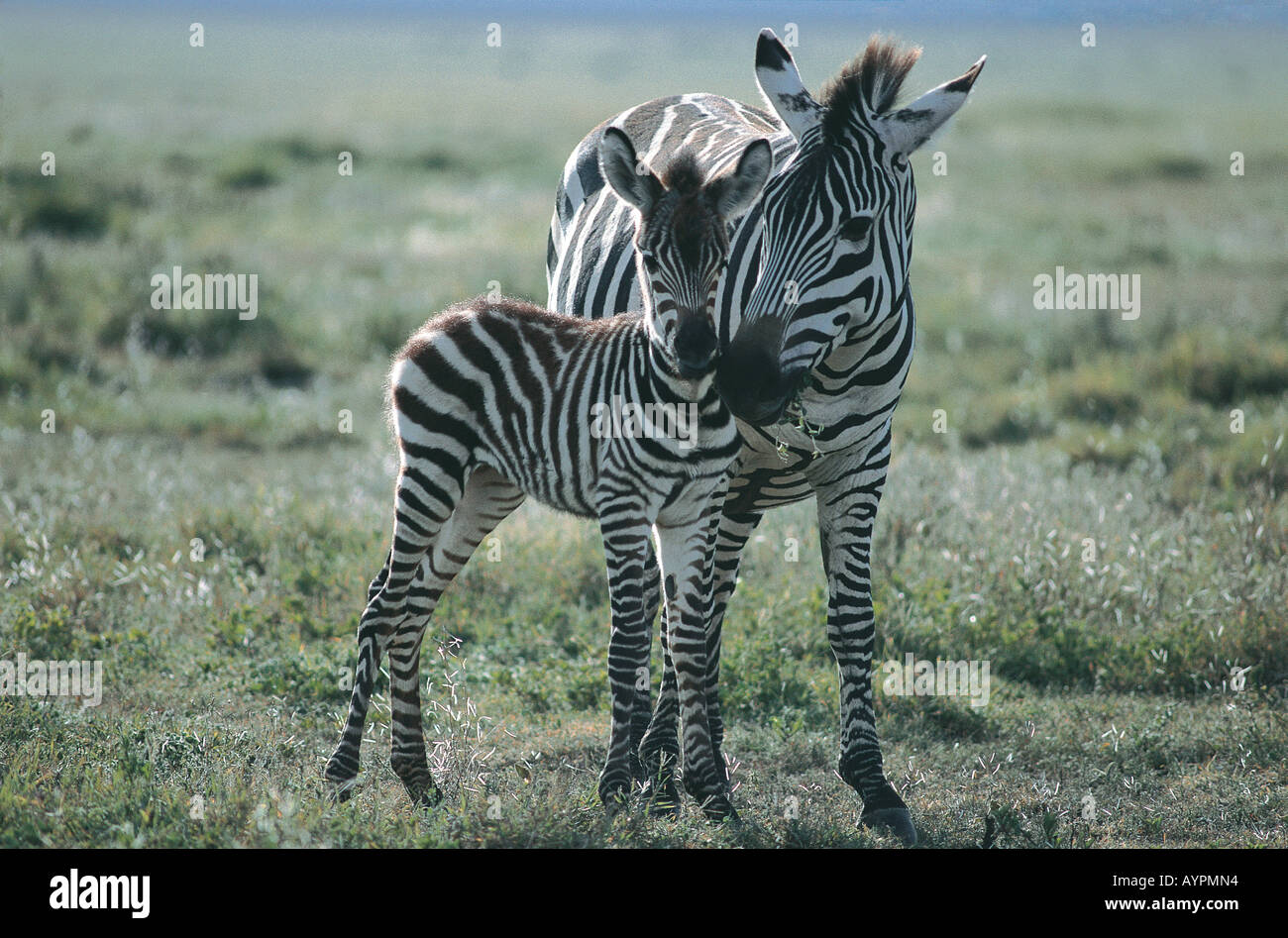 Female Common Zebra standing with her young foal in Ngorongoro Crater ...