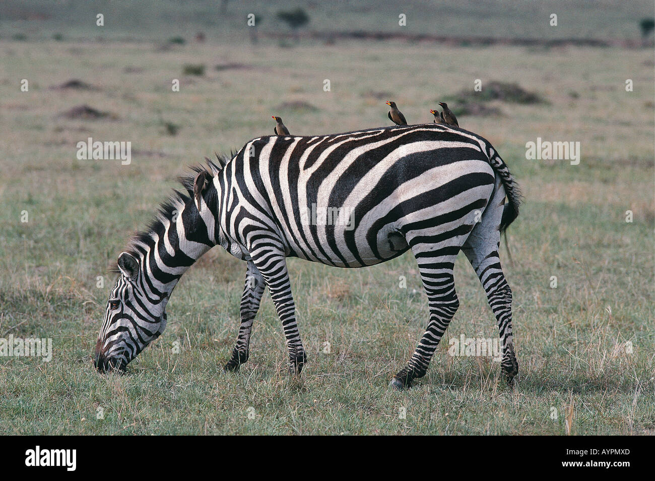 Common Zebra grazing with Tick Birds on its back in the Masai Mara ...