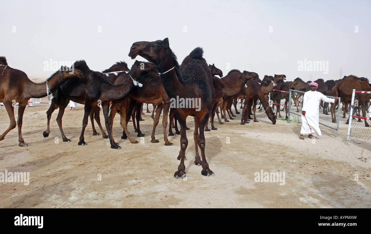 Camel Handler High Resolution Stock Photography and Images - Alamy