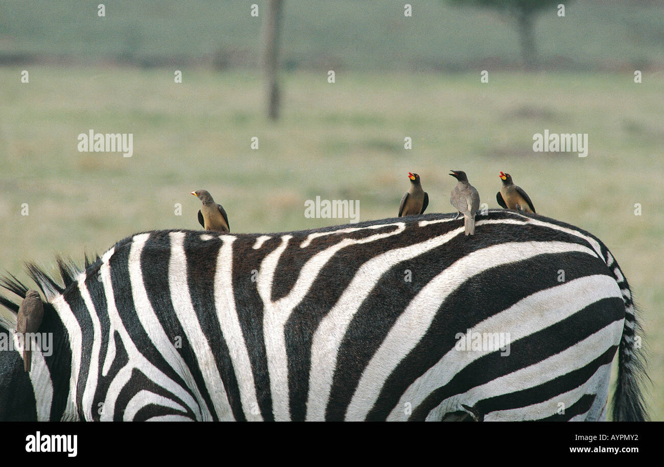 Yellow Billed Oxpeckers or Tick Birds on the back of a Common Zebra in ...
