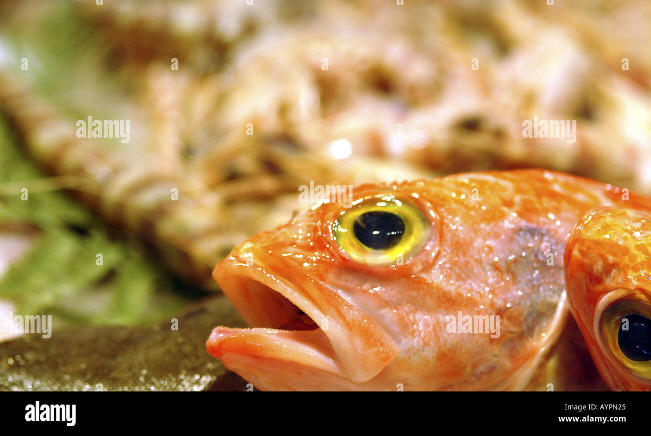 Orange fische hi-res stock photography and images - Alamy