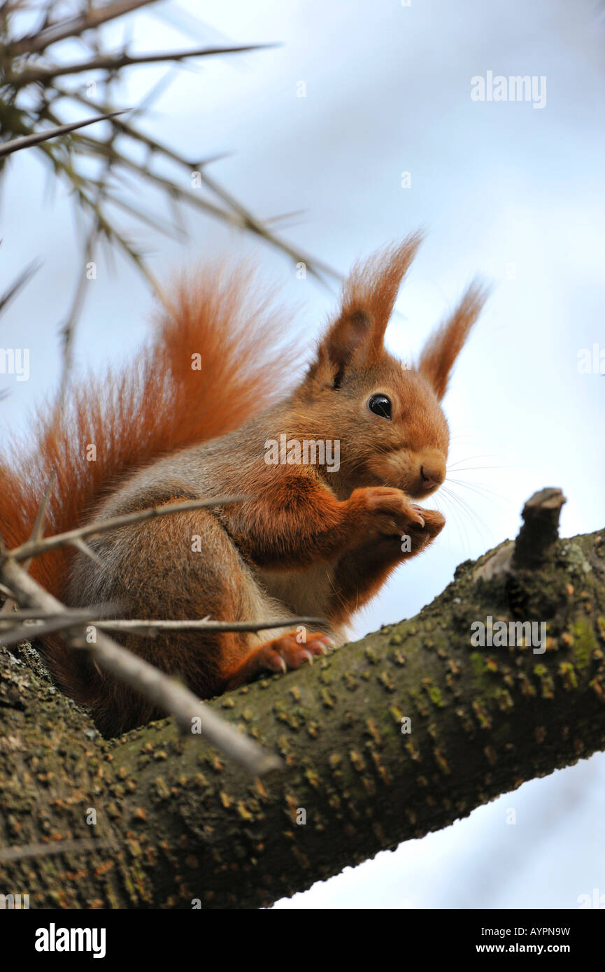 Red Squirrel (Sciurus vulgaris Stock Photo - Alamy