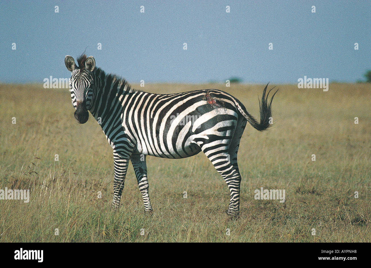 Common Zebra with claw marks on rump probably caused by Lion in ...