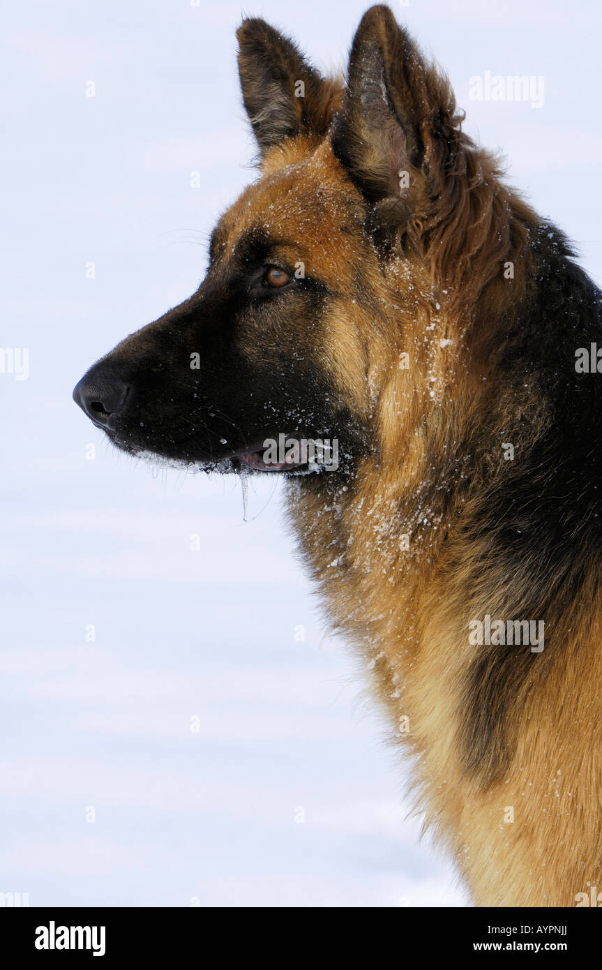 German Shepherd or Alsatian Stock Photo - Alamy